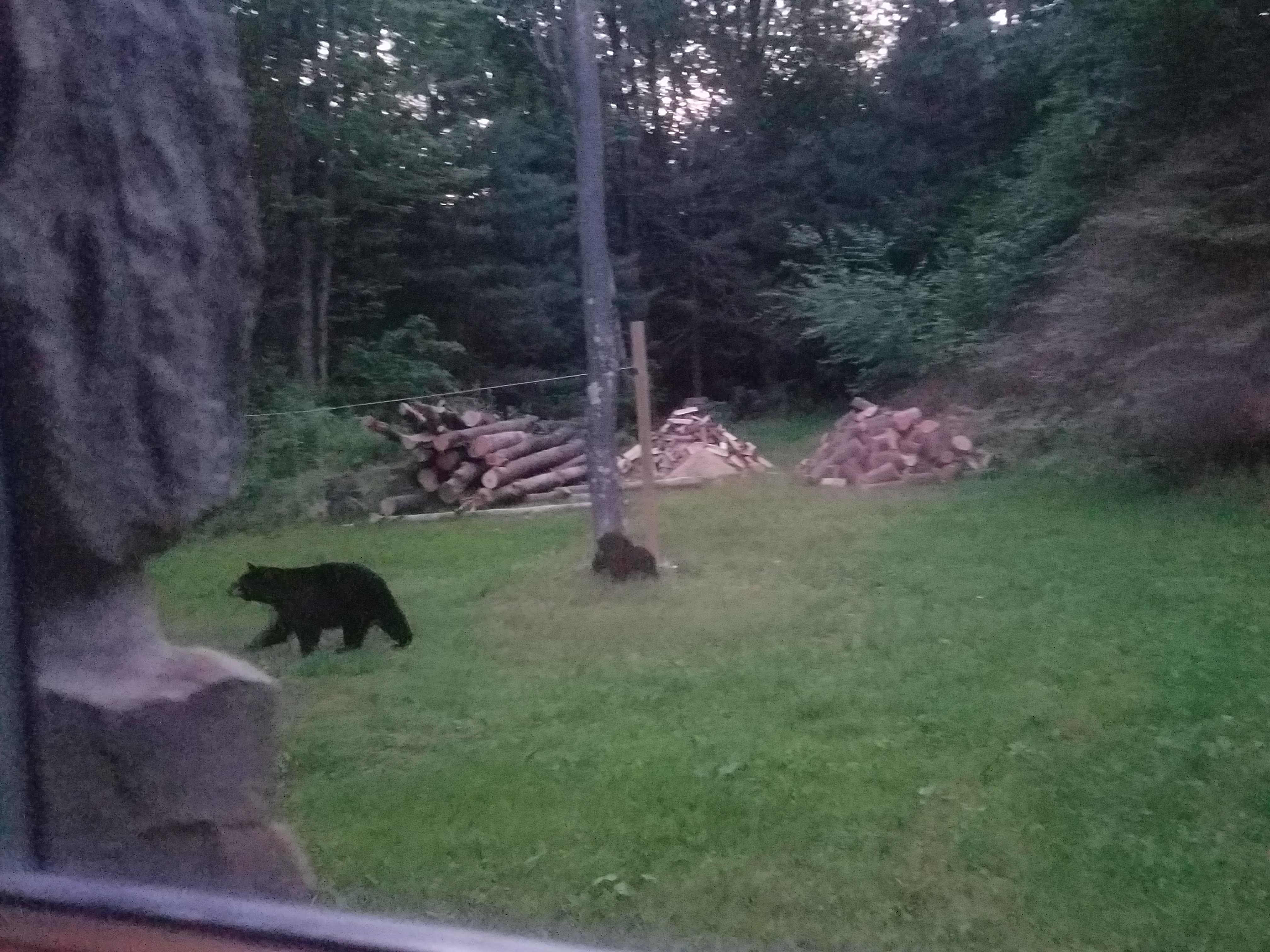 backyard rewilding – this wild thing, ltd