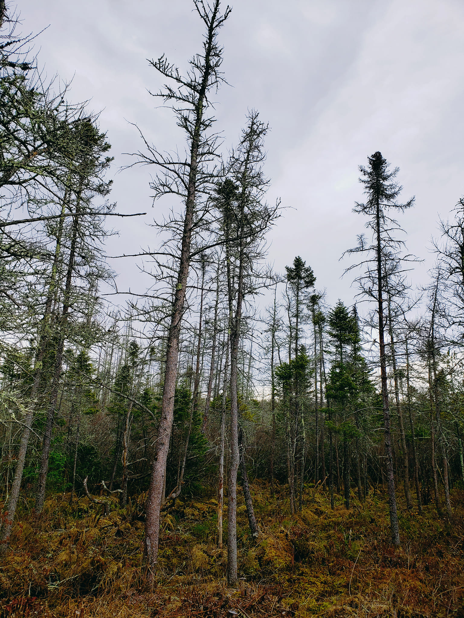 boreal bog beauty. – this wild thing, ltd
