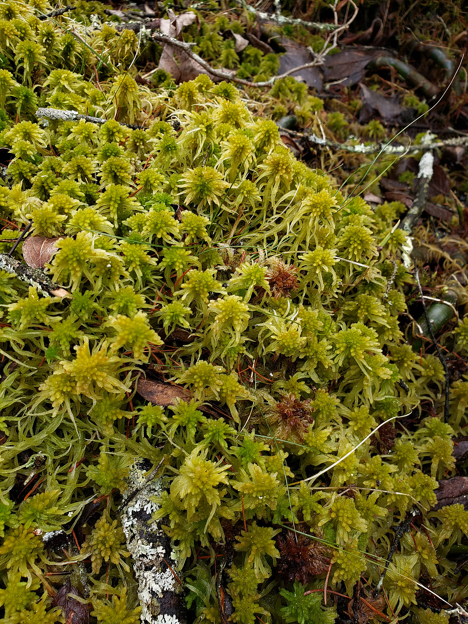 boreal bog beauty. – this wild thing, ltd