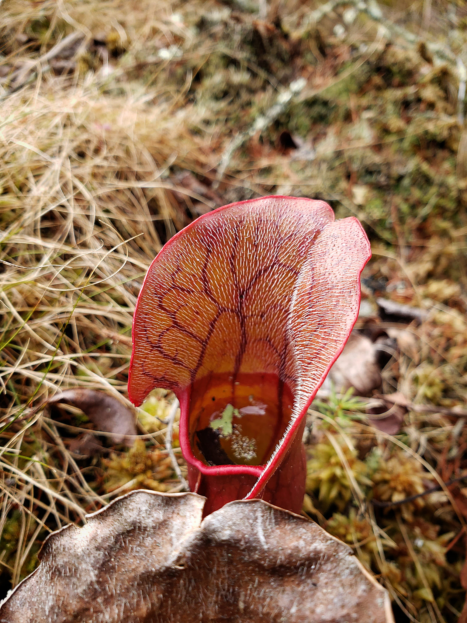 boreal bog beauty. – this wild thing, ltd