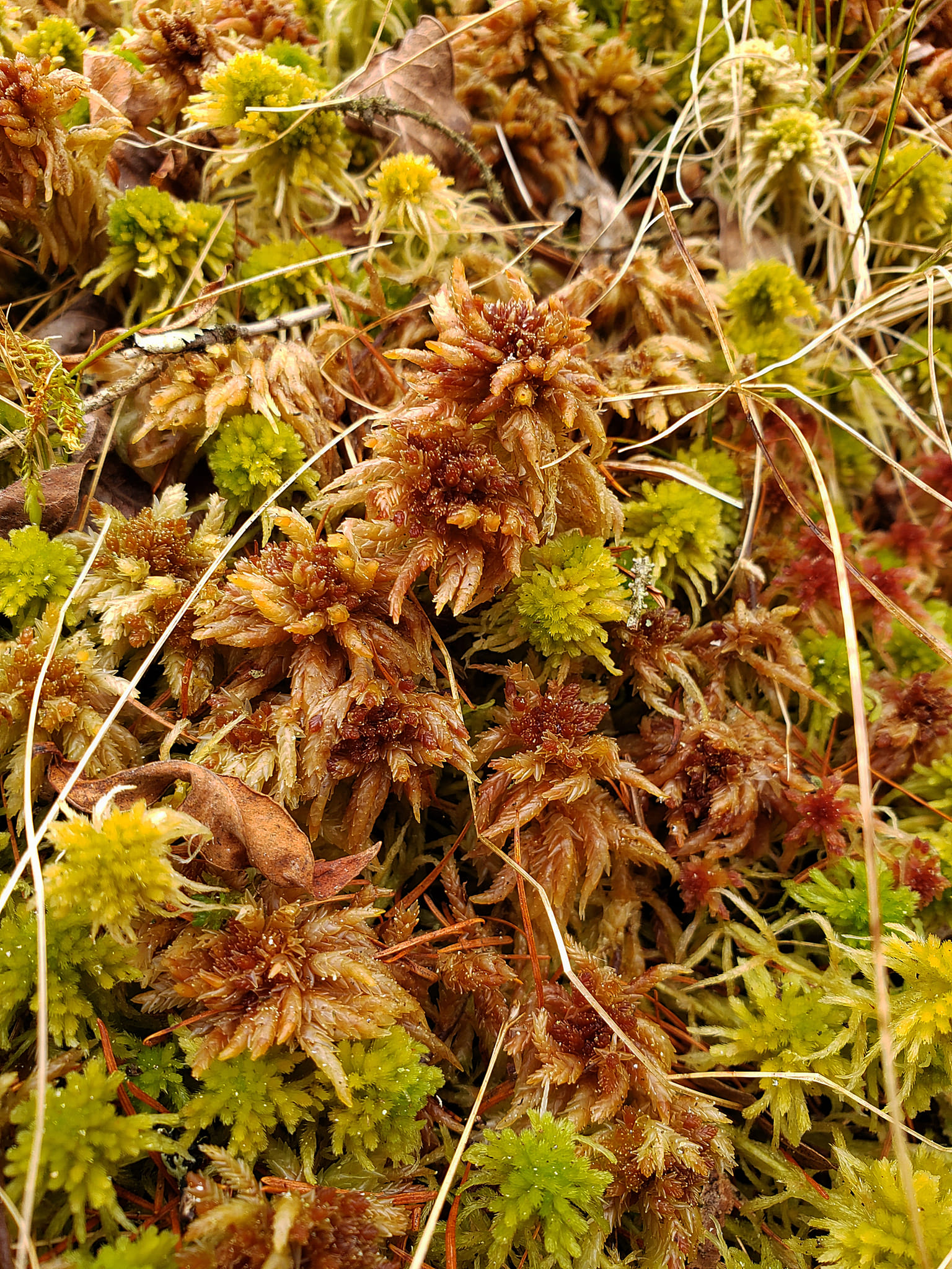 boreal bog beauty. – this wild thing, ltd