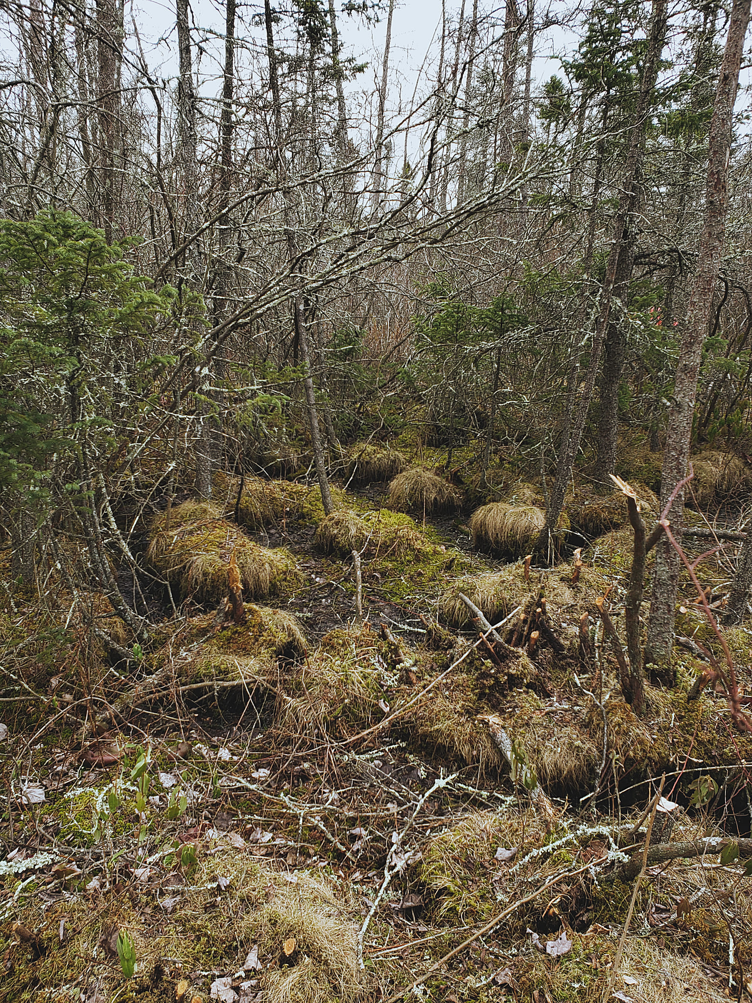 boreal bog beauty. – this wild thing, ltd