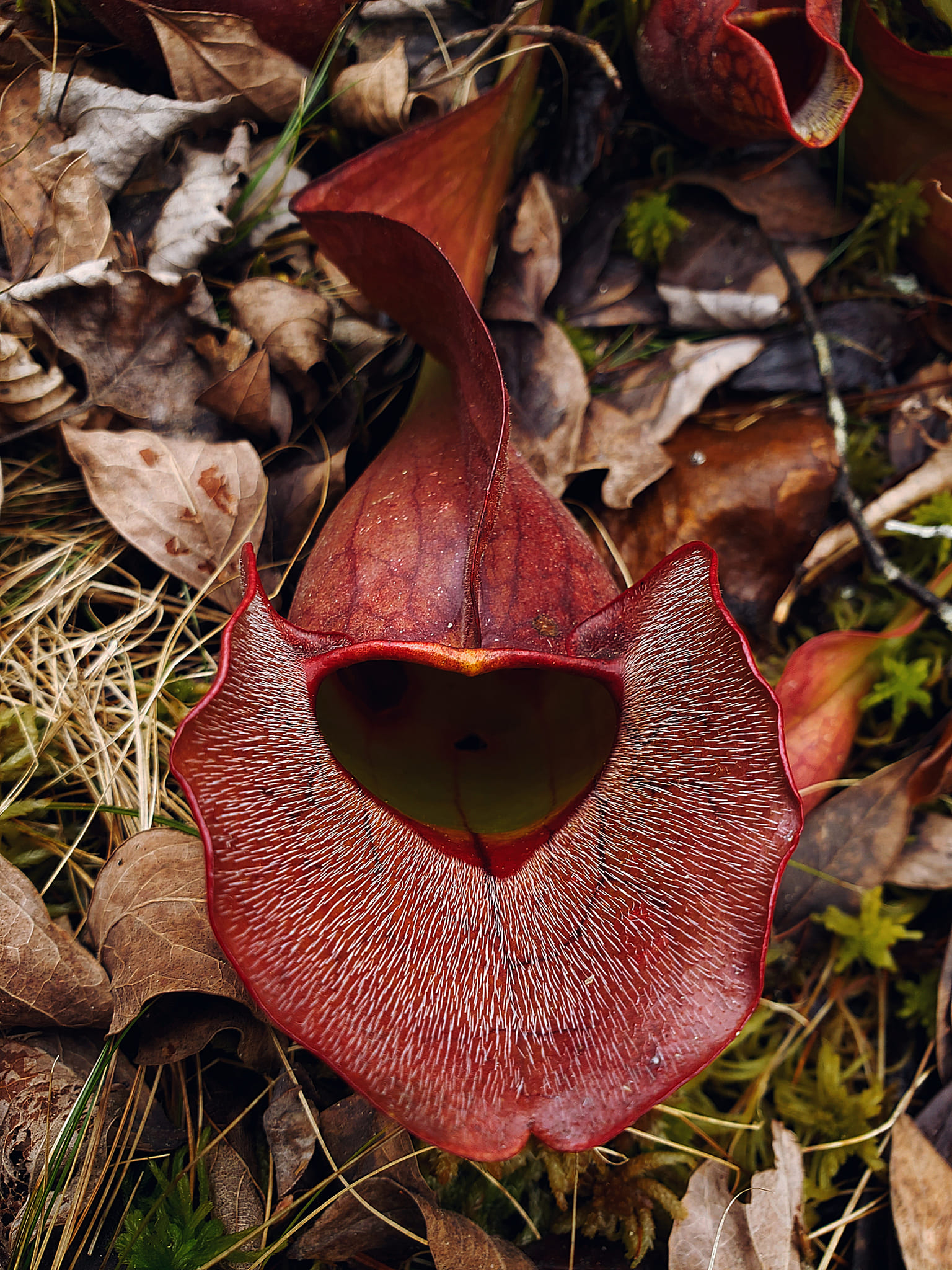 boreal bog beauty. – this wild thing, ltd