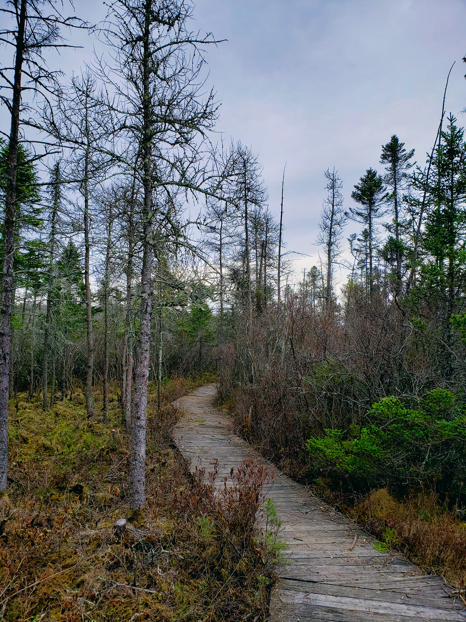 boreal bog beauty. – this wild thing, ltd